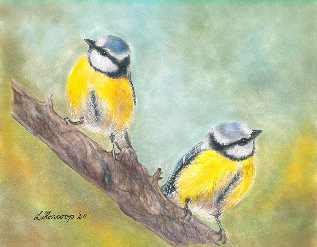 Great Tit Bird Color Pencil Drawing - Etsy