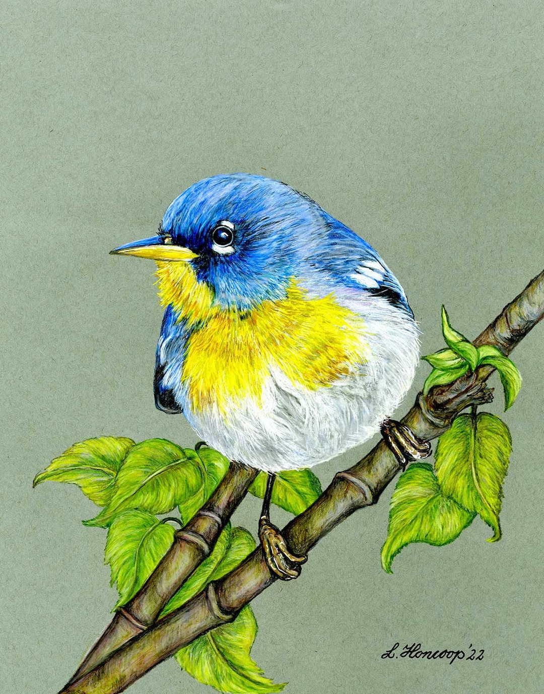 Northern Parula Color Pencil Drawing - Etsy