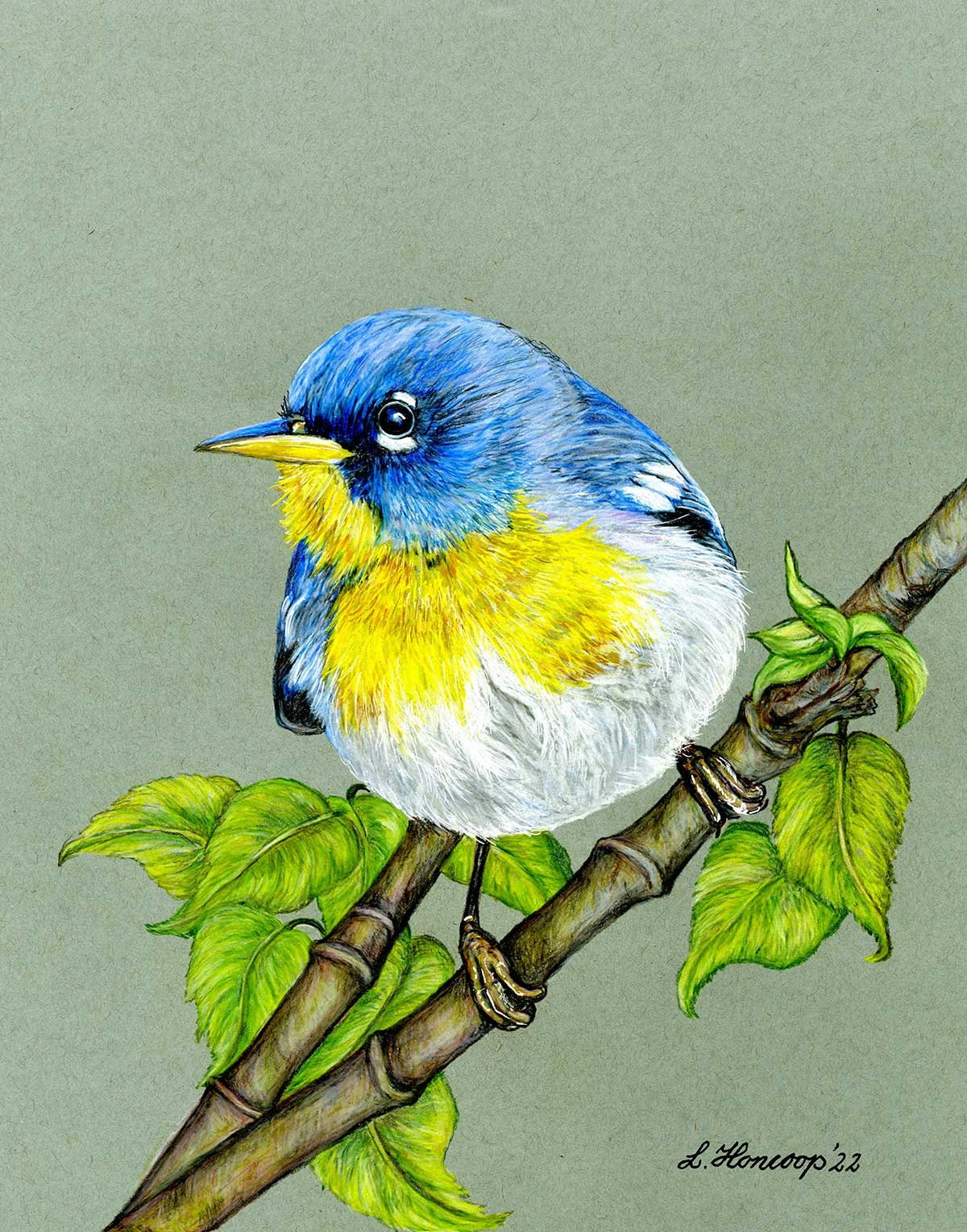 Northern Parula Color Pencil Drawing - Etsy