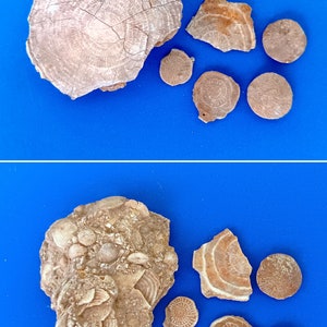 Rare Fossilized Sea Shells, 4" Gastropod & Ammonite Fossils, Oman ...