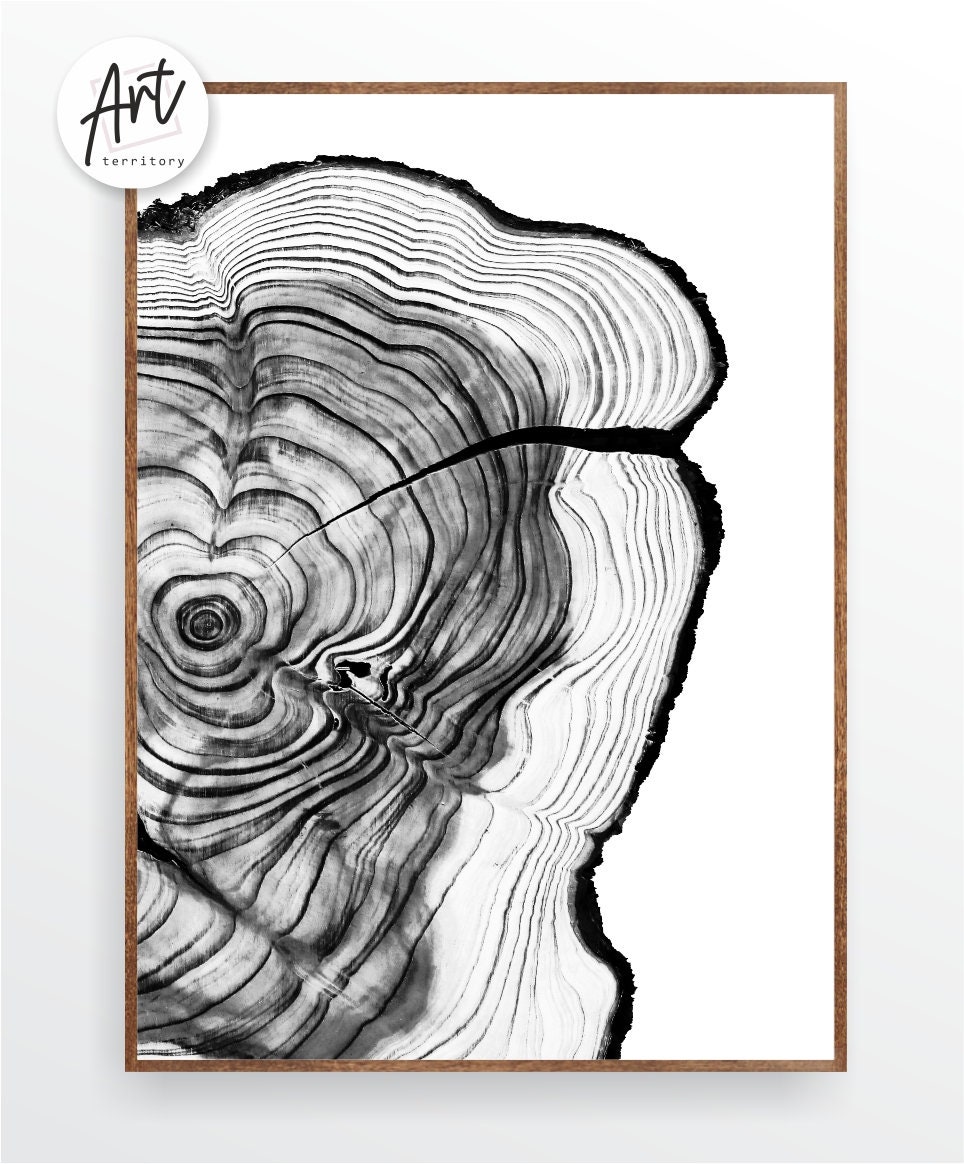 Tree Ring Woodblock Woodcut Print Slice Stump Art Cryptomeria - Etsy
