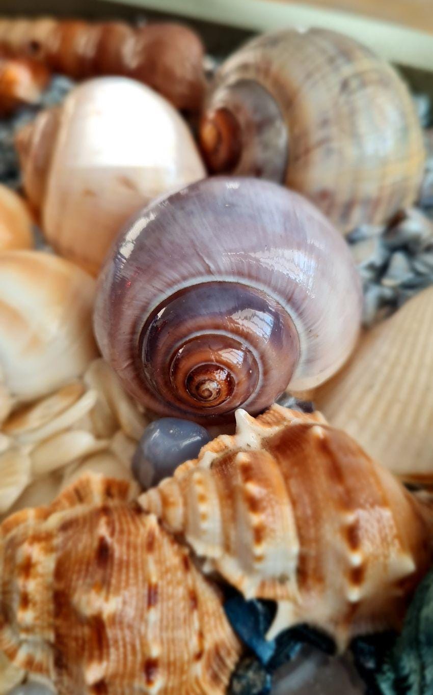 Framed Seashell Collage Wall Art Handmade Coastal Wall Hanging, Grey ...