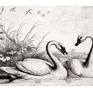 Vintage 18th Century Swans Downloadable Printable Wall Artwork Gothic ...