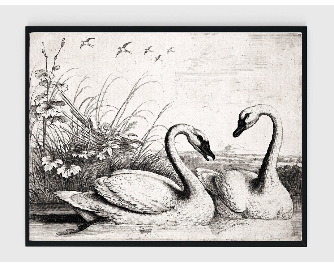 Vintage 18th Century Swans Downloadable Printable Wall Artwork Gothic ...