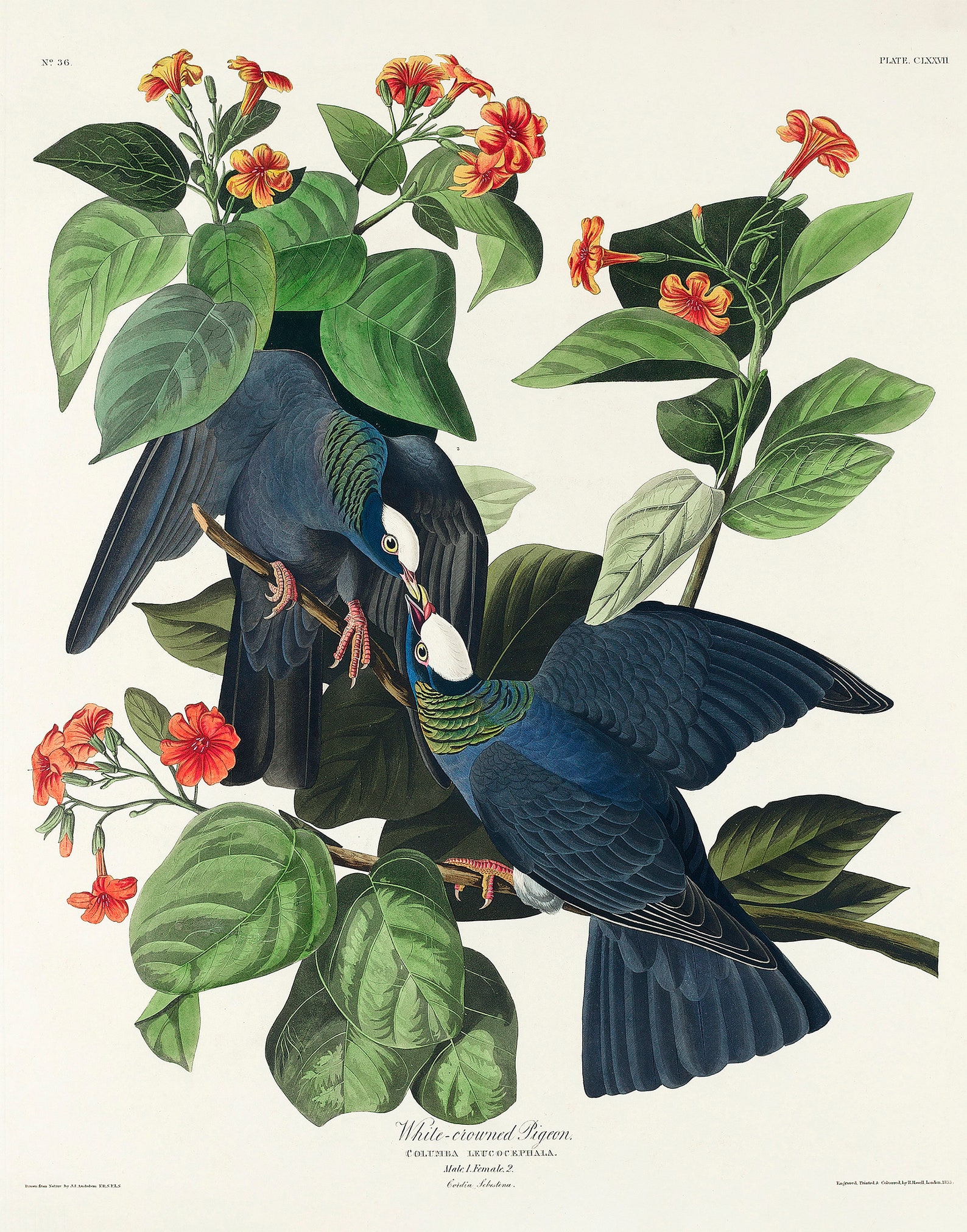 Vintage PRINTABLE ART Pigeon Art Nursery Print Pigeon | Etsy