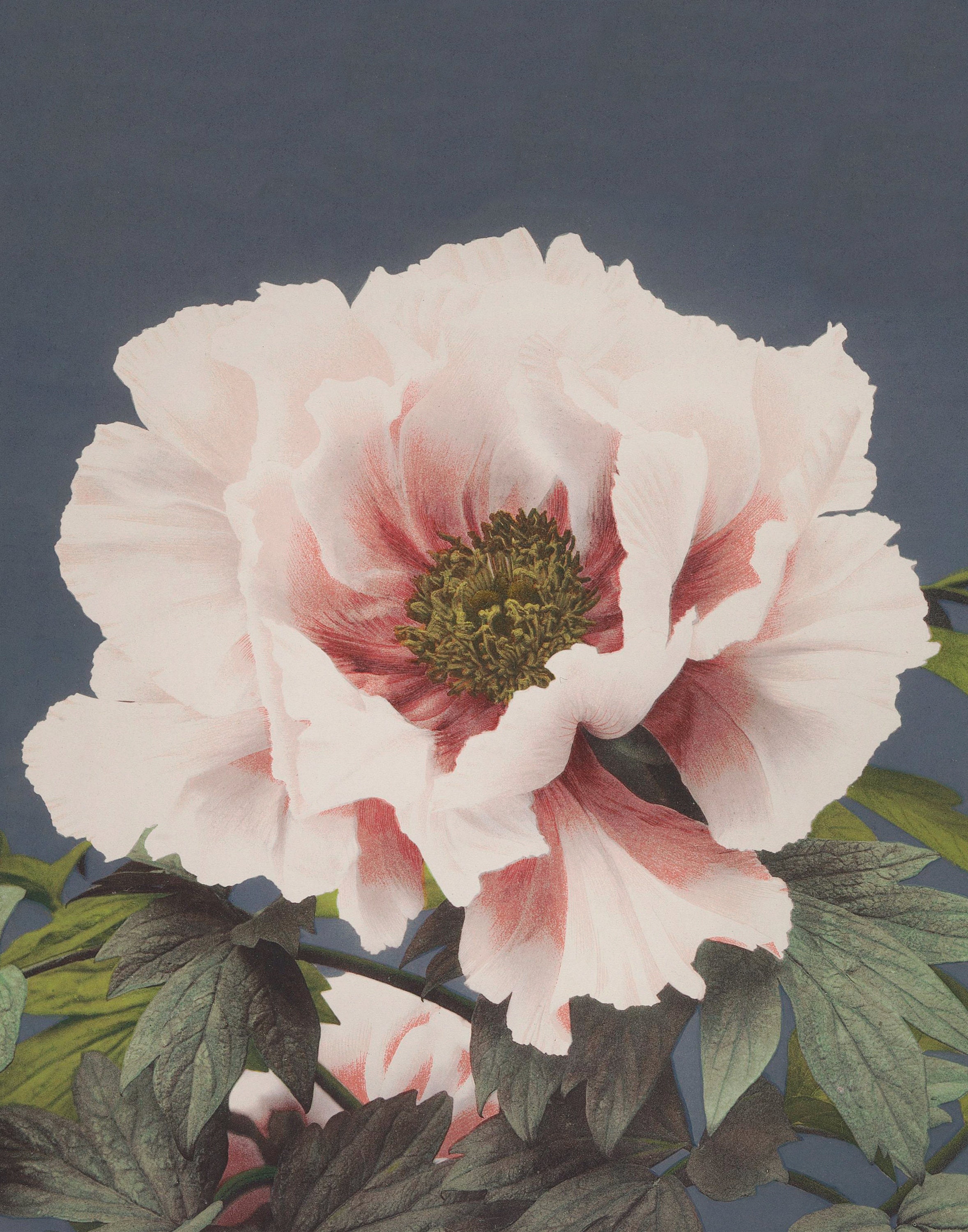 Rare Japanese PRINTABLE ART Peony by Ogawa Kazumasa Japan | Etsy