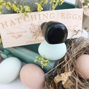 Egg Carton Rubber Stamp | Hatching Eggs Chicks in Grass | Hand Drawn ...