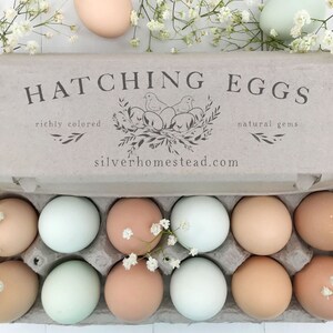 Egg Carton Rubber Stamp | Hatching Egg Branding Chicks in Nest | Hand ...