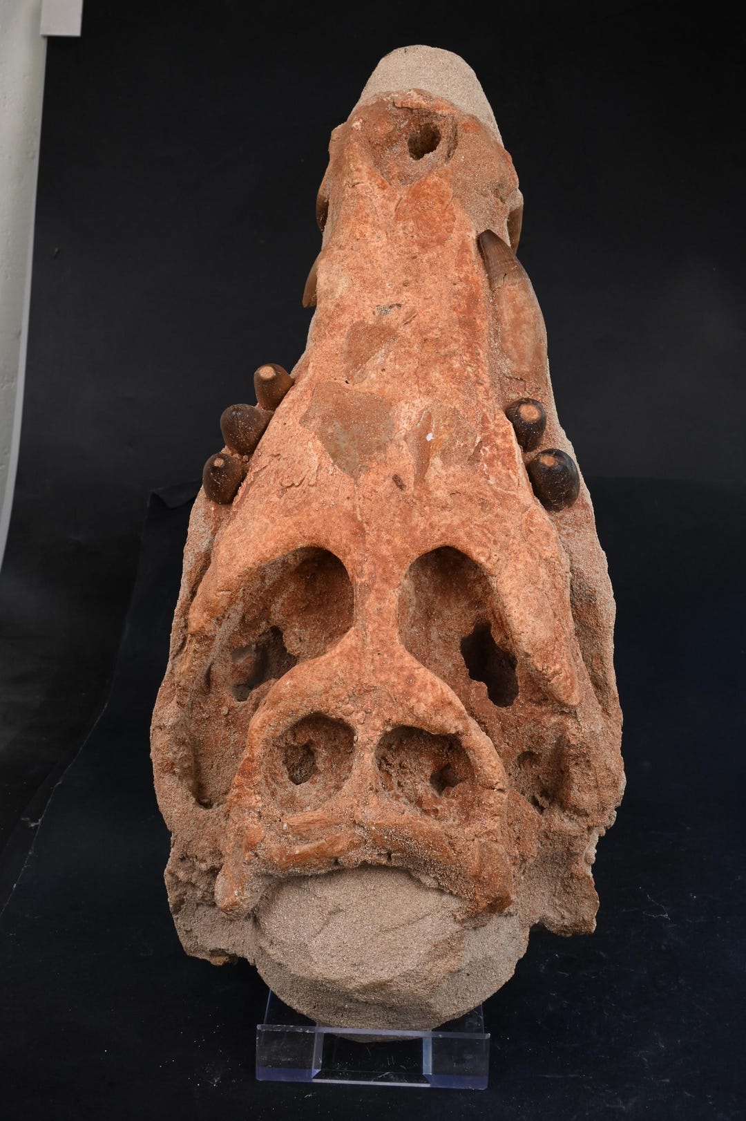 Fossil Crocodile Skull From Kourigba Morocco Cretaceous - Etsy