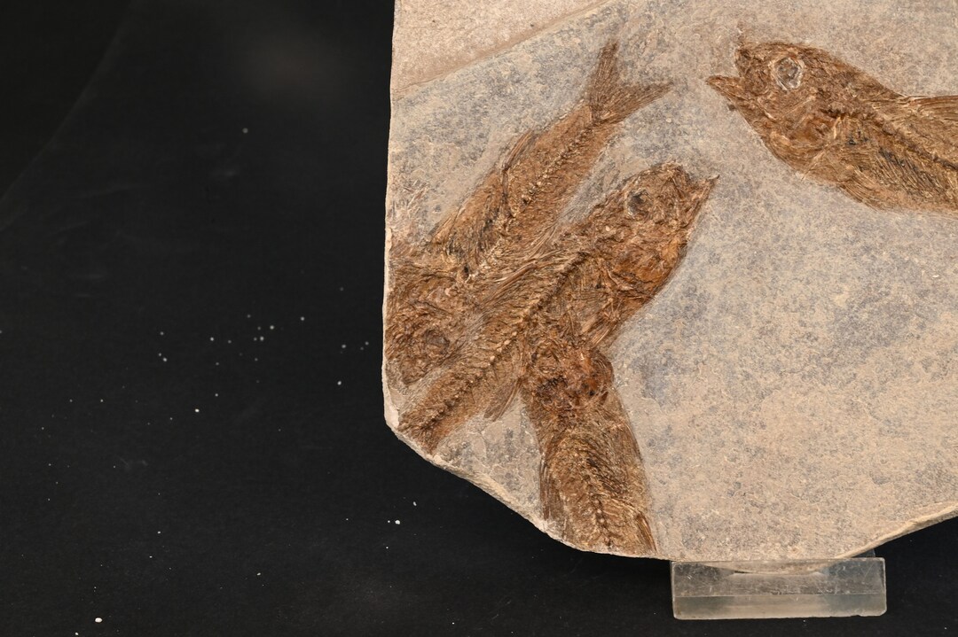 Fossil Fish Dapalis Macarus Oligocene France Fish N2 - Etsy