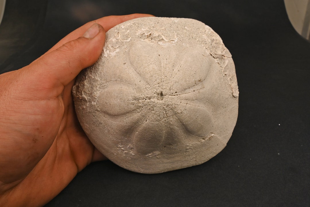 Fossil Sea Urchin Clypeaster Altus Miocene Logudoro Sardinia Italy 714g ...