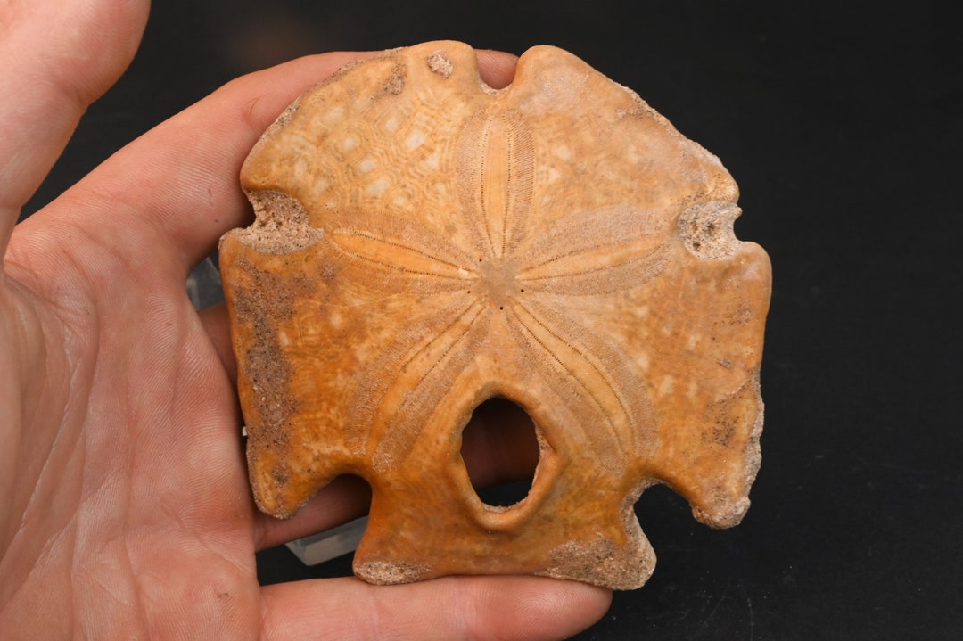 Fossil Sea Urchin Encope Californicus Sand Dollar Pleistocene Mexico ...