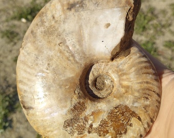 Fossils Svg Png - Etsy