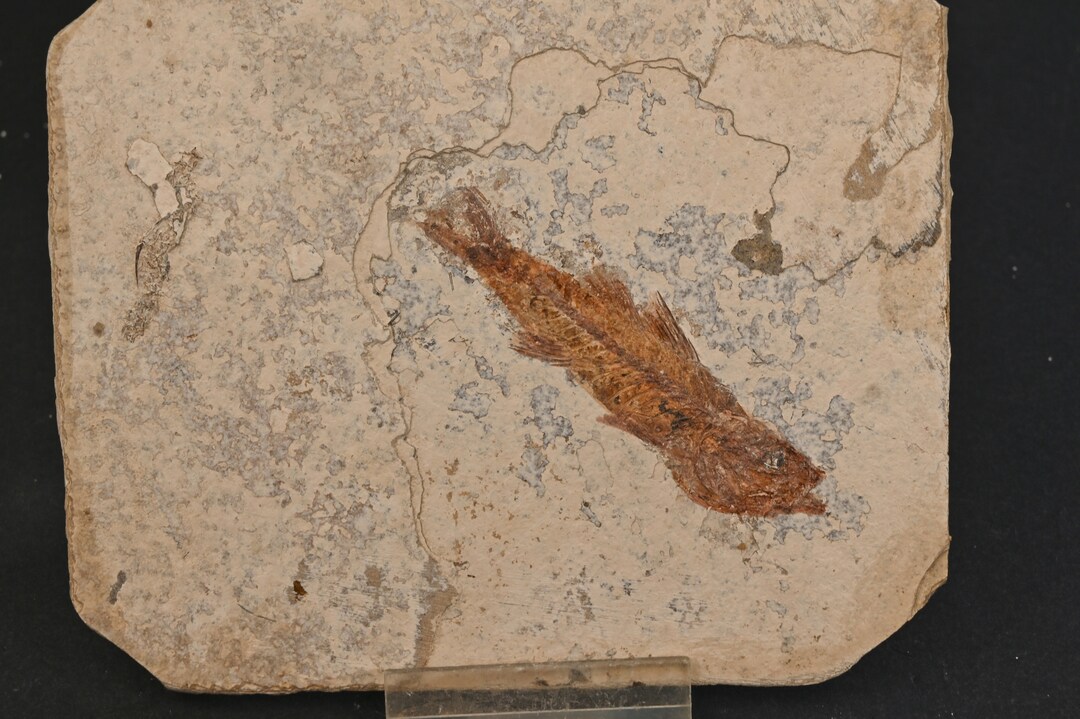 Fossil Fish Dapalis Macarus Oligocene France N3 - Etsy