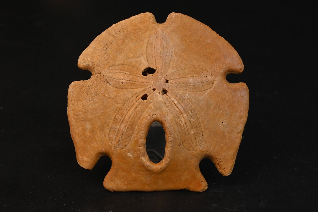 Fossil Sea Urchin Encope Californicus Sand Dollar Pleistocene Mexico ...