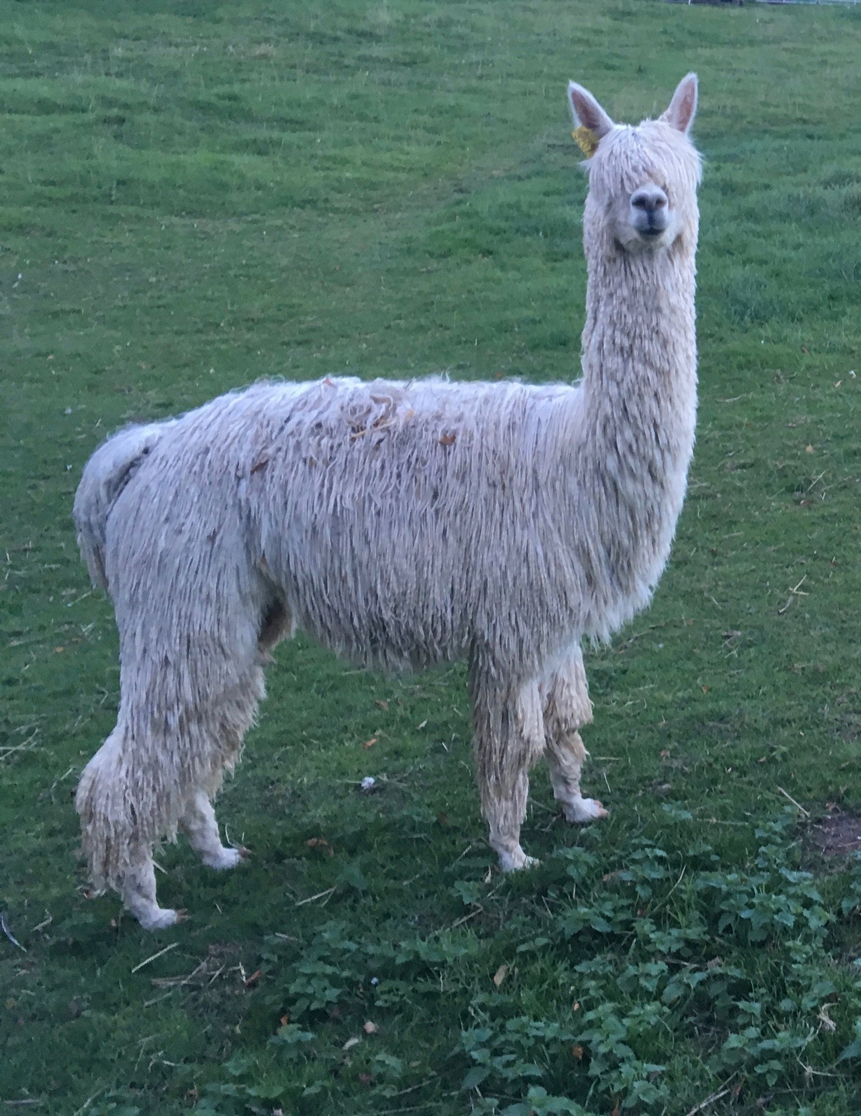 Rare Suri Alpaca Fleece,fibre and Yarn and Rovings - Etsy