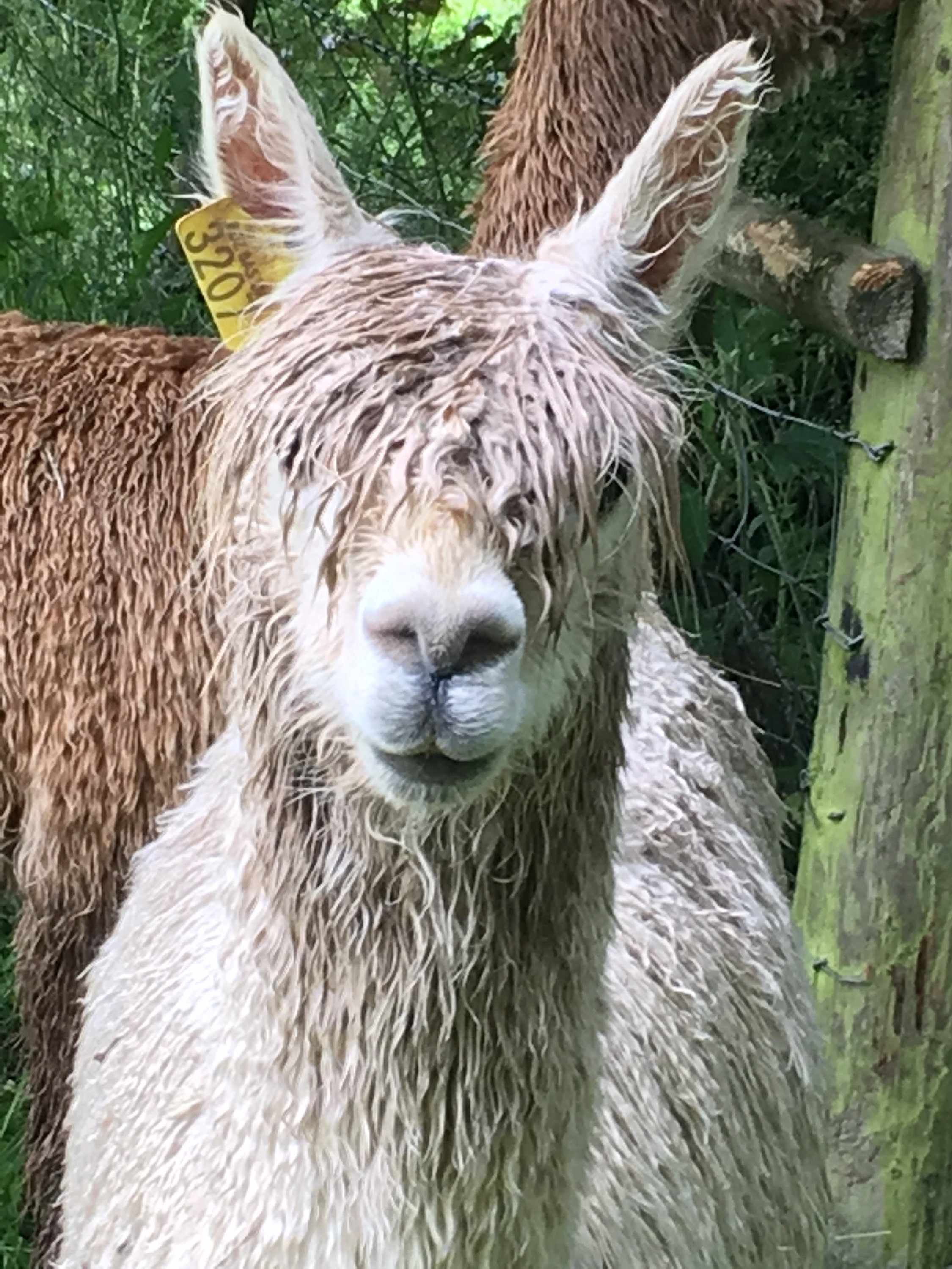 Rare Suri Alpaca Fleece,fibre and Yarn and Rovings - Etsy