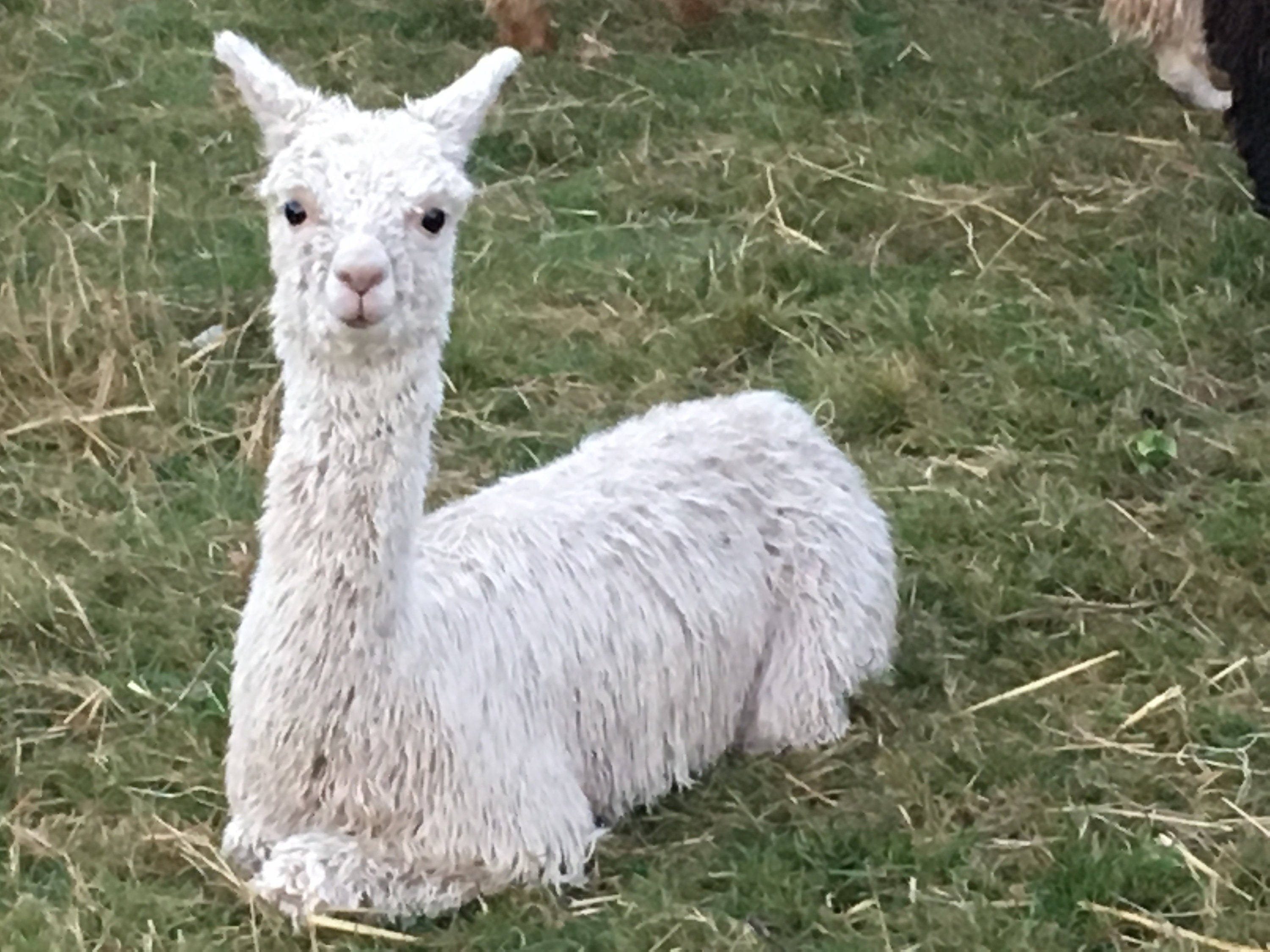 Rare Suri Alpaca Fleece,fibre and Yarn and Rovings - Etsy
