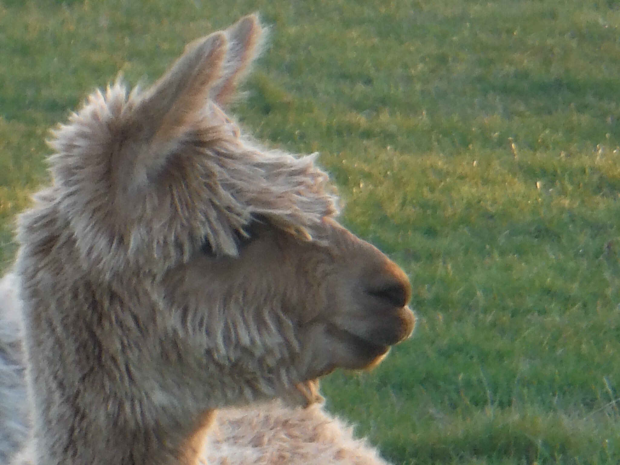 Rare Suri Alpaca Fleece,fibre and Yarn and Rovings - Etsy