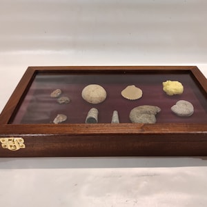 Display Case in Wood and Glass for Fossil Shells, Knives or Other - Etsy
