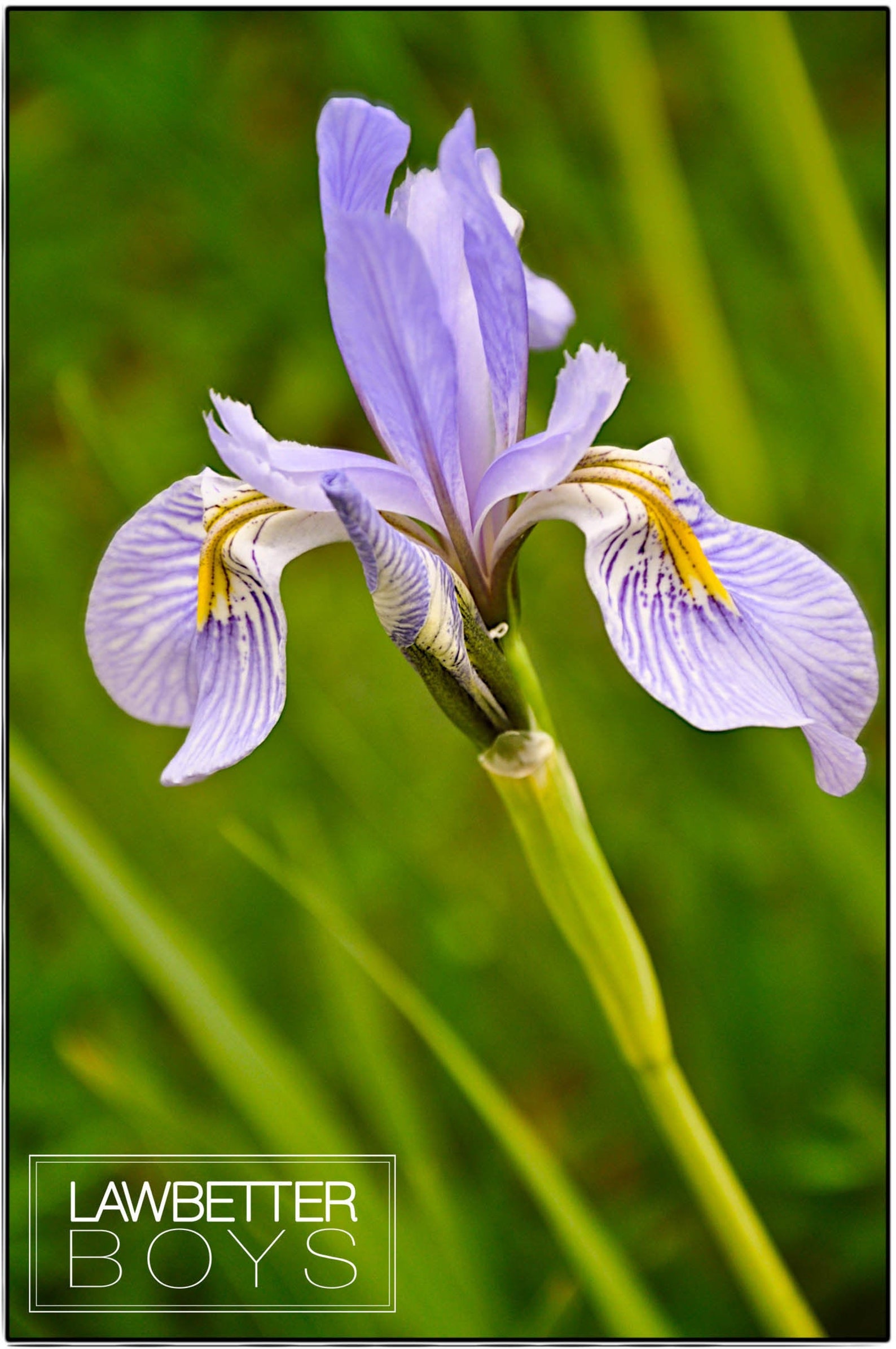 Iris Print (1 of 3) - Etsy