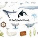 Watercolor Whales Clipart - PNG Instant Download - Ocean - Sea Life ...