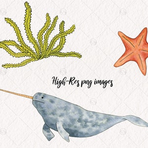 Watercolor Whales Clipart - PNG Instant Download - Ocean - Sea Life ...