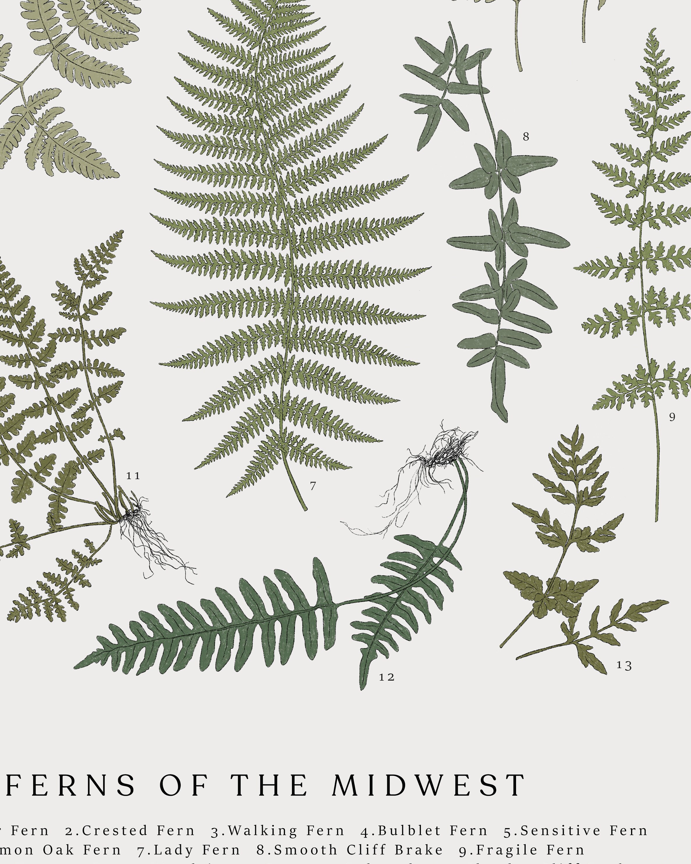 Ferns of the Midwest Woodland Ferns Fern Wall Art Pretty - Etsy