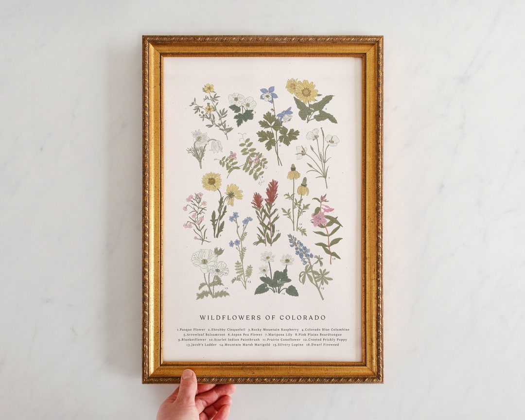 Wildflowers of Colorado, Vintage Flower Print, Vintage Floral Print ...