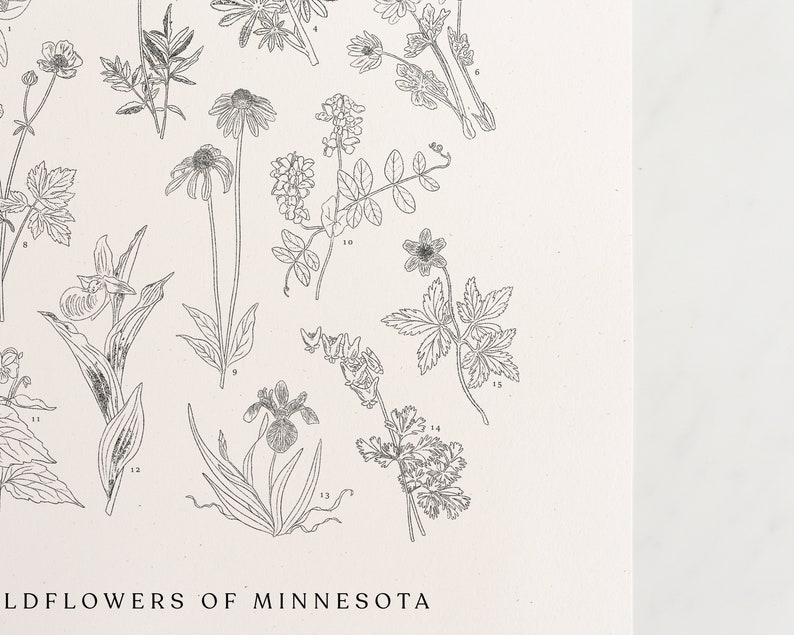 Wildflowers of Minnesota Vintage Flower Print Minnesota Art - Etsy