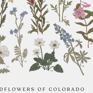 Wildflowers of Colorado Vintage Flower Print Vintage Floral - Etsy