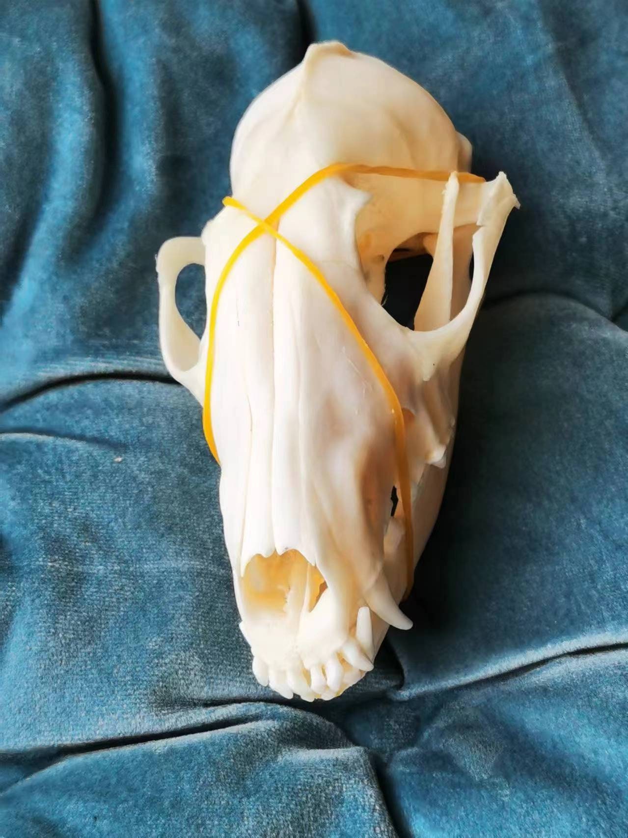 Fox Skull, Taxidermy, Animal Skull Collection Lover Gift, Exotic Nature ...