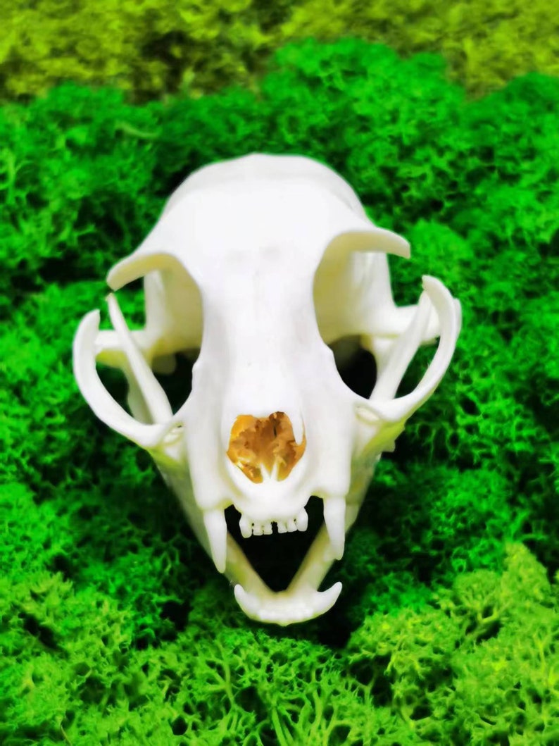 Exquisite Real Mink Skull Bone Specimen After Cleaned and Bleached - Etsy