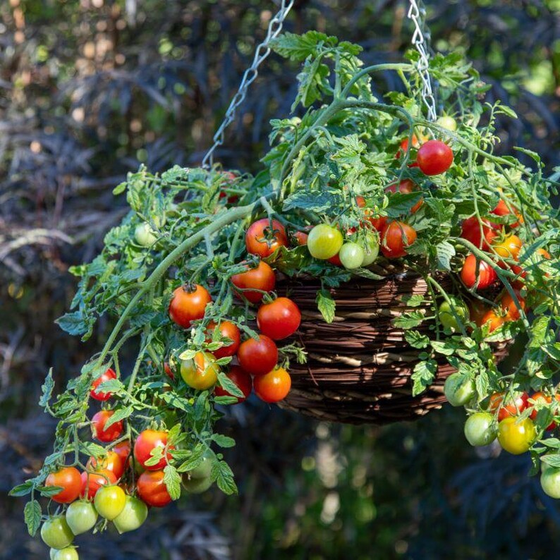 3x Tomato Cherry Maskotka –dwarf Tomato Variety Plug Plants READY NOW ...