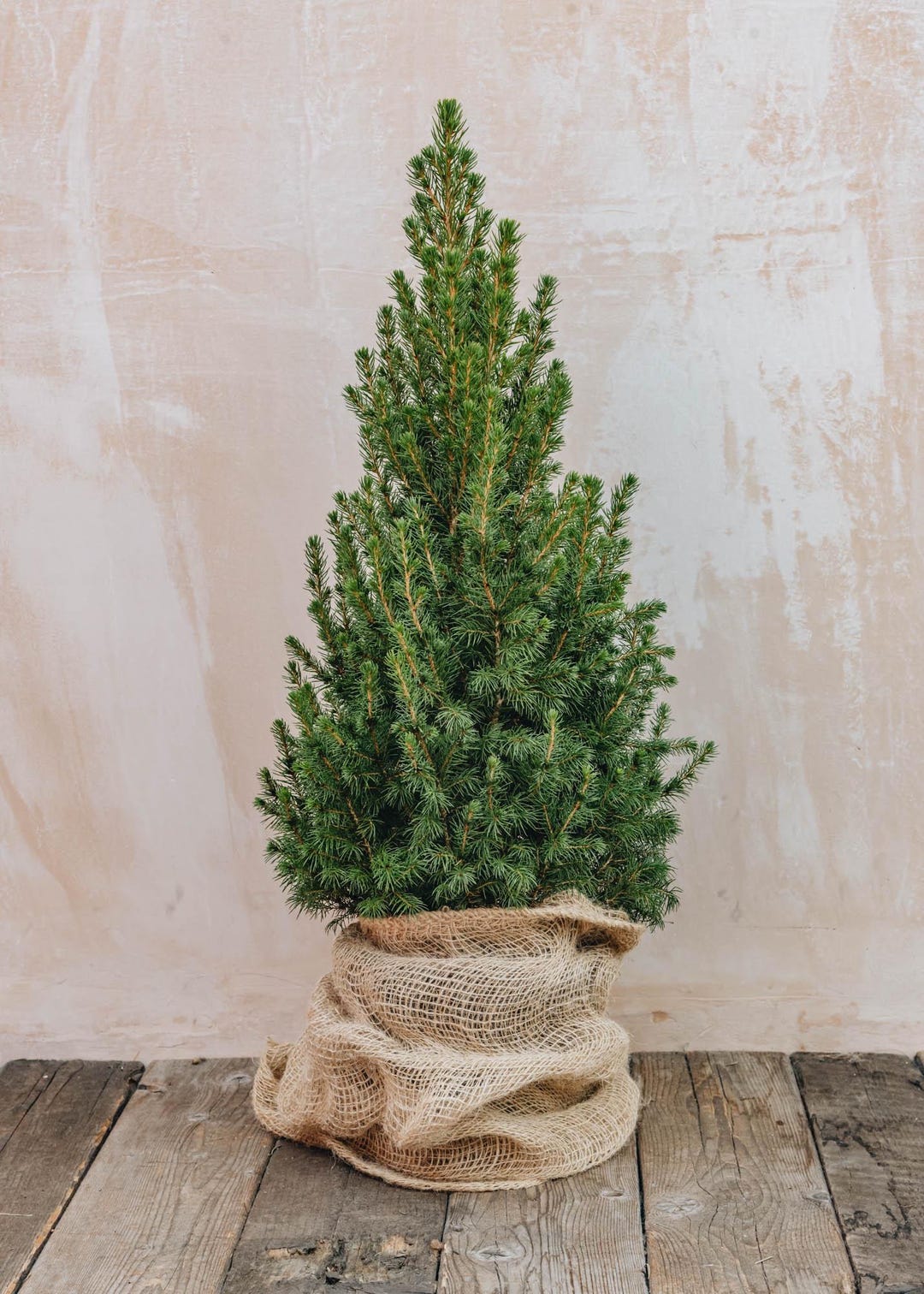 Mini Christmas Trees-picea Glauca Ideal for Table/christmas Decoration ...