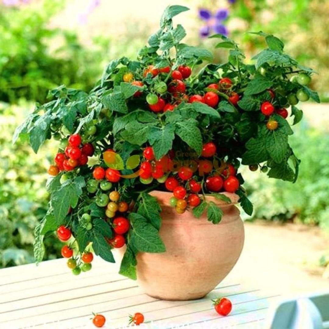 3x Tomato Cherry Maskotka –dwarf Tomato Variety Plug Plants READY NOW ...