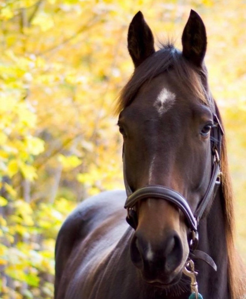 Custom Hand Painted Stall Sign / Horse Gift / Painted Stall | Etsy