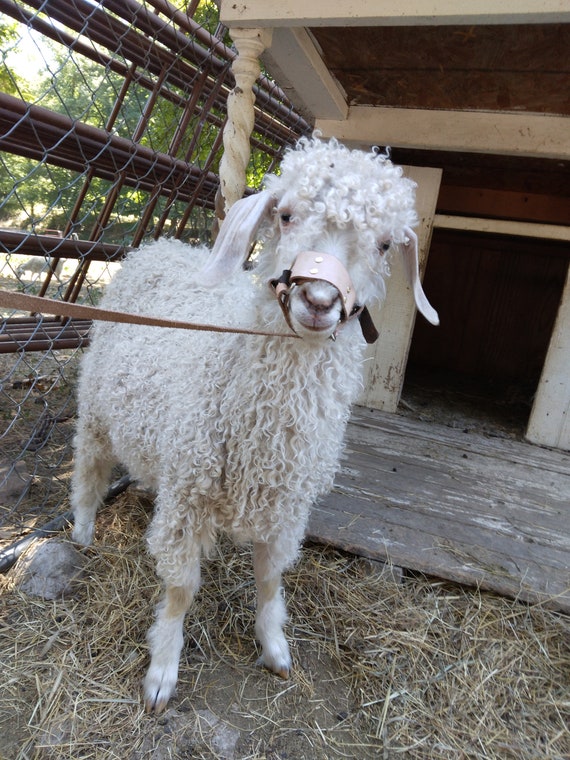 Goat Halter All Leather for Adult and Kid Training. Very - Etsy