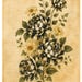 Checkered Rose Rice Paper for Decoupage: Vintage Botanical Print - Etsy