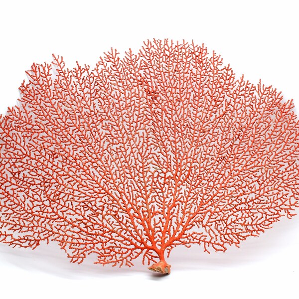 Red Sea Fan - Etsy