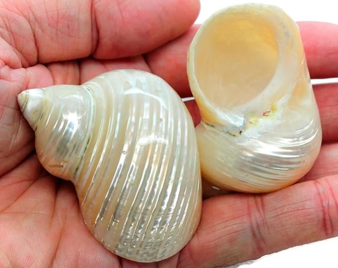 Hermit Crab Shells Turbo Shell 22.5 Mother of Pearl Turbo Shell Qty 2 ...