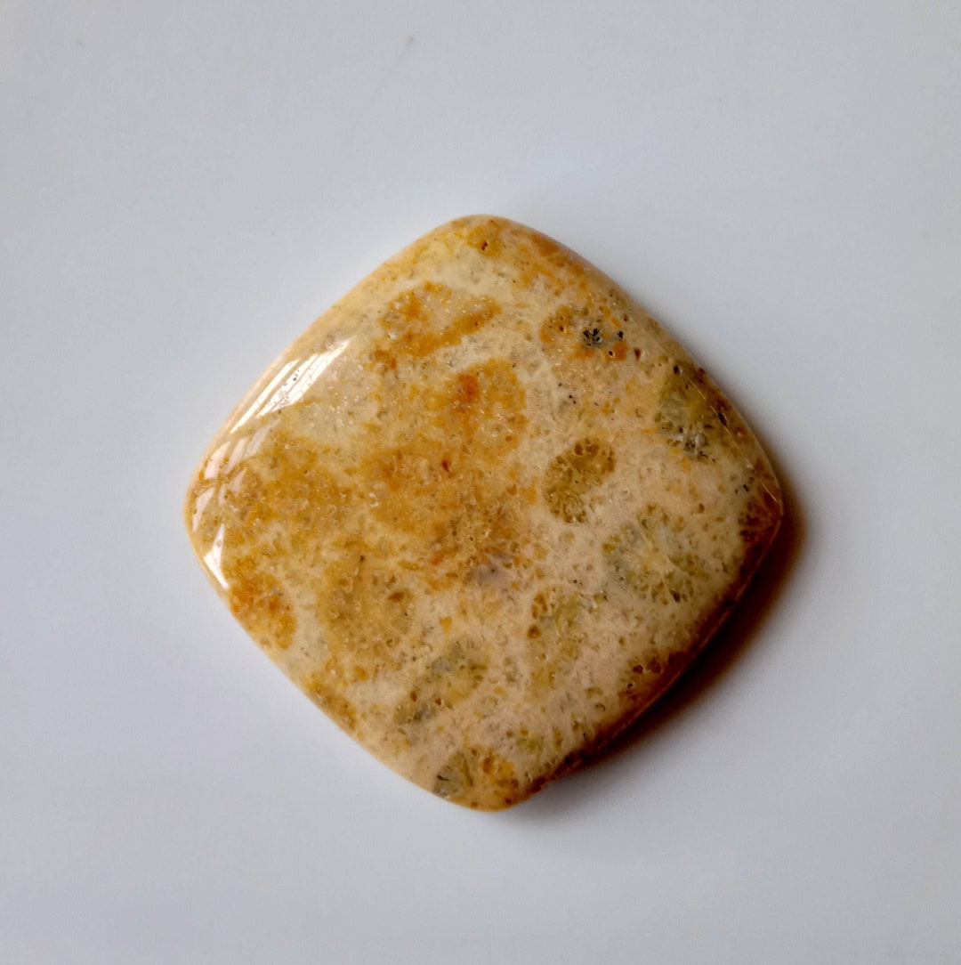 DESIGNER FOSSIL CORAL Edelstein Kissenform 50Ct Natürliche Fossil Coral ...