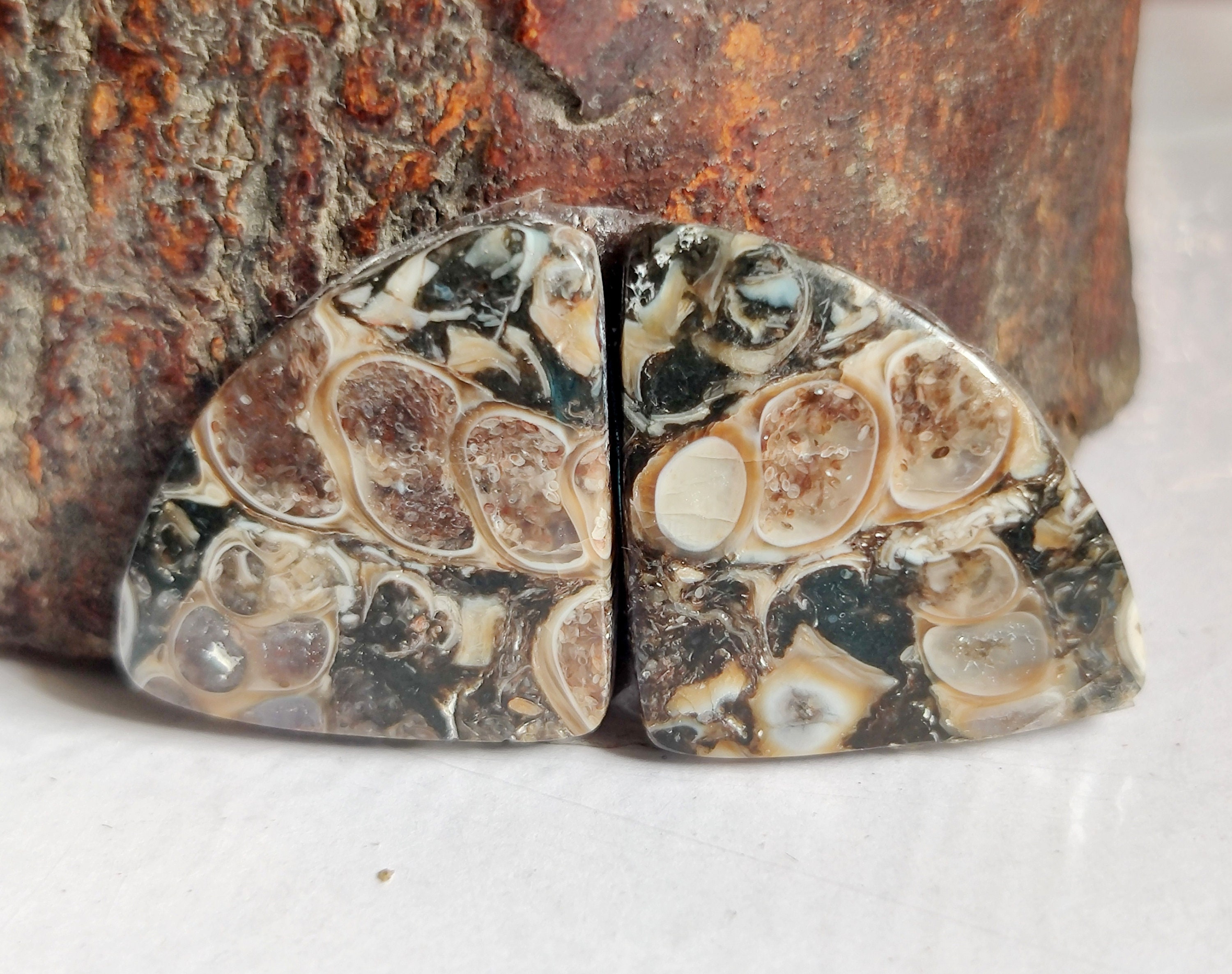 TURTELLA JASPER CABOCHON Gemstone 27ct High Quality Natural - Etsy