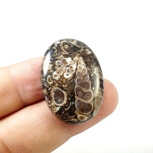 TURTELLA JASPER GEMSTONE 43.75 Ct Top Quality Turtella Jasper Smooth ...