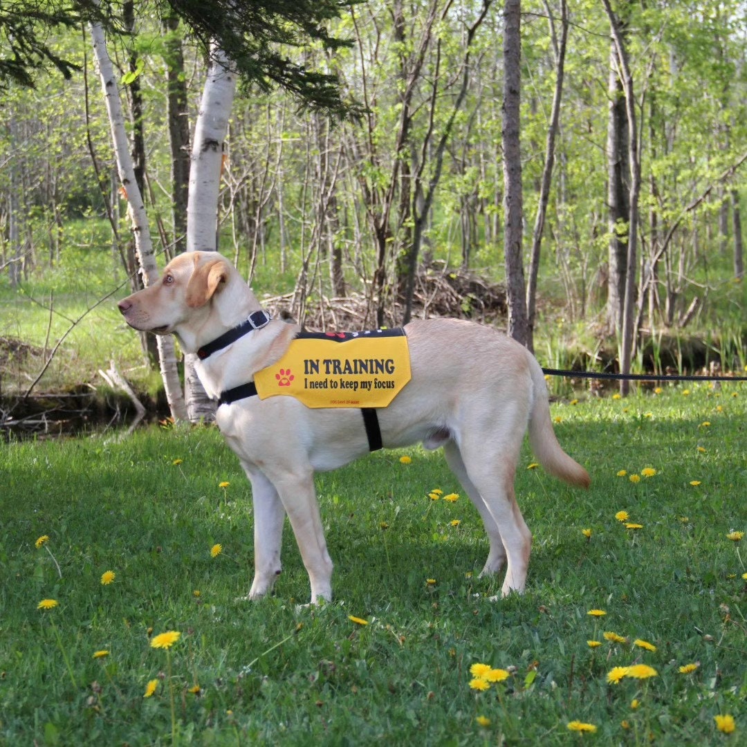 Customizable Dog Vest: Personalized Text, Durable Outdoor Fabric - Etsy