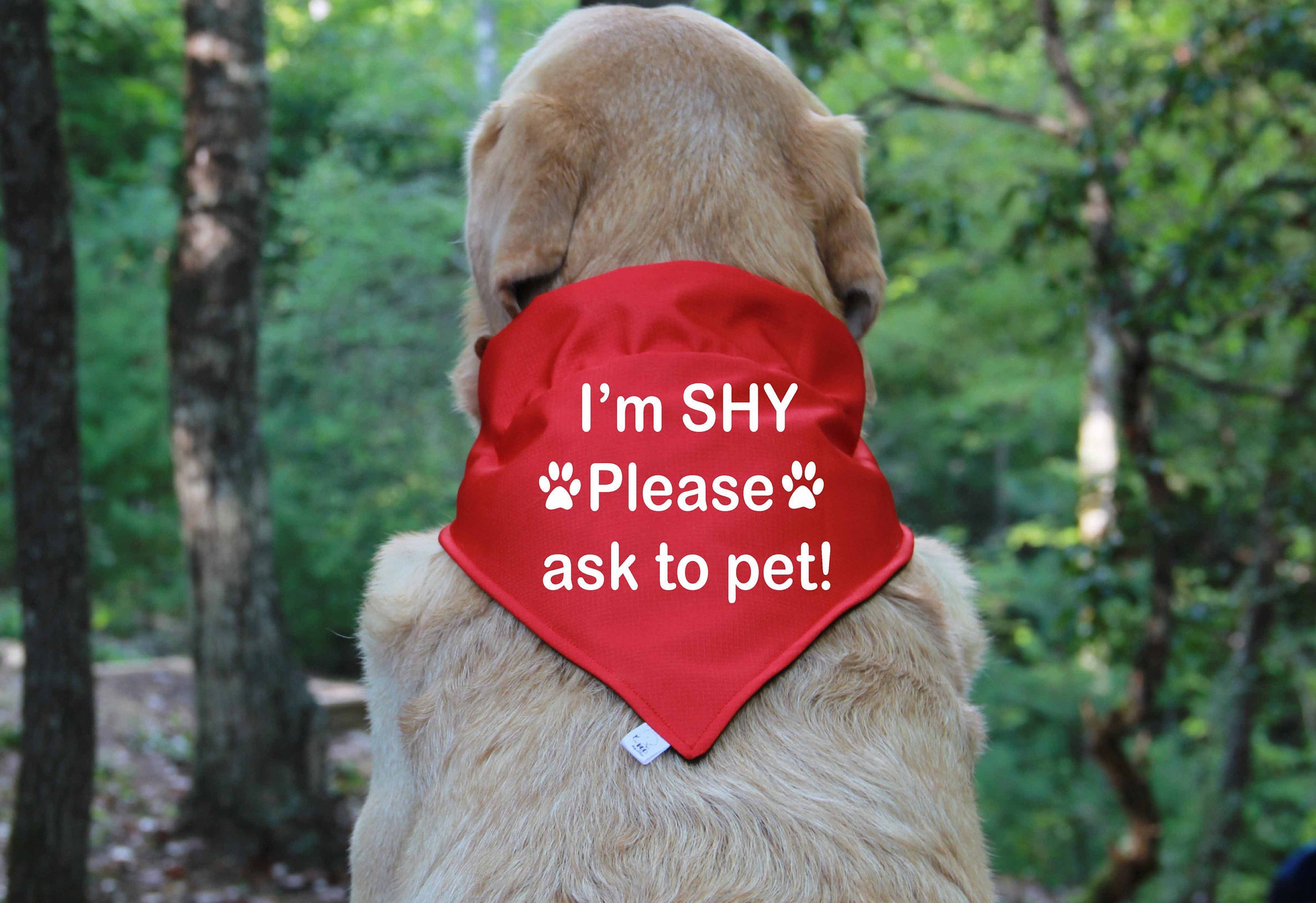 I'm Shy Dog Bandana Over the Collar Bandana Rescue Dog | Etsy
