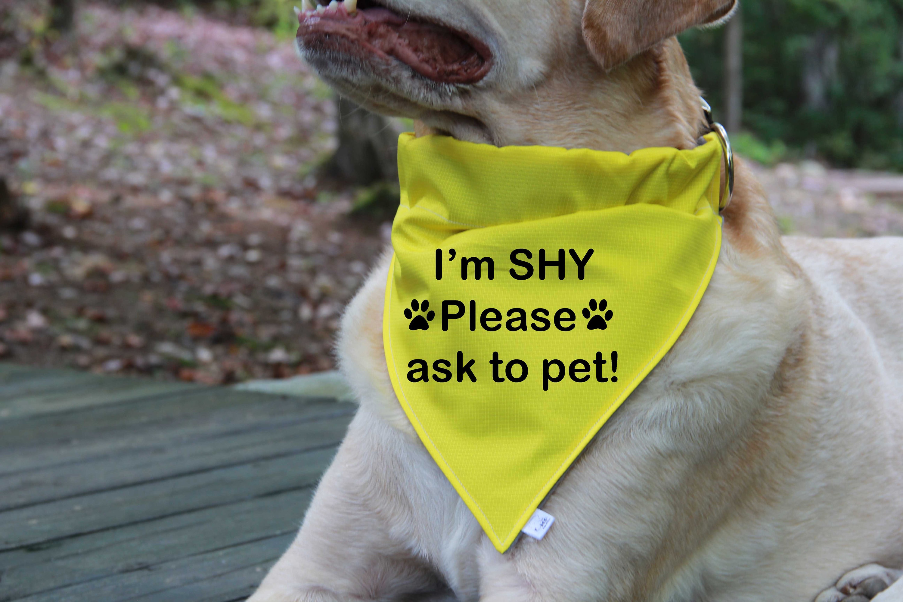 I'm Shy Dog Bandana Over the Collar Bandana Rescue Dog | Etsy