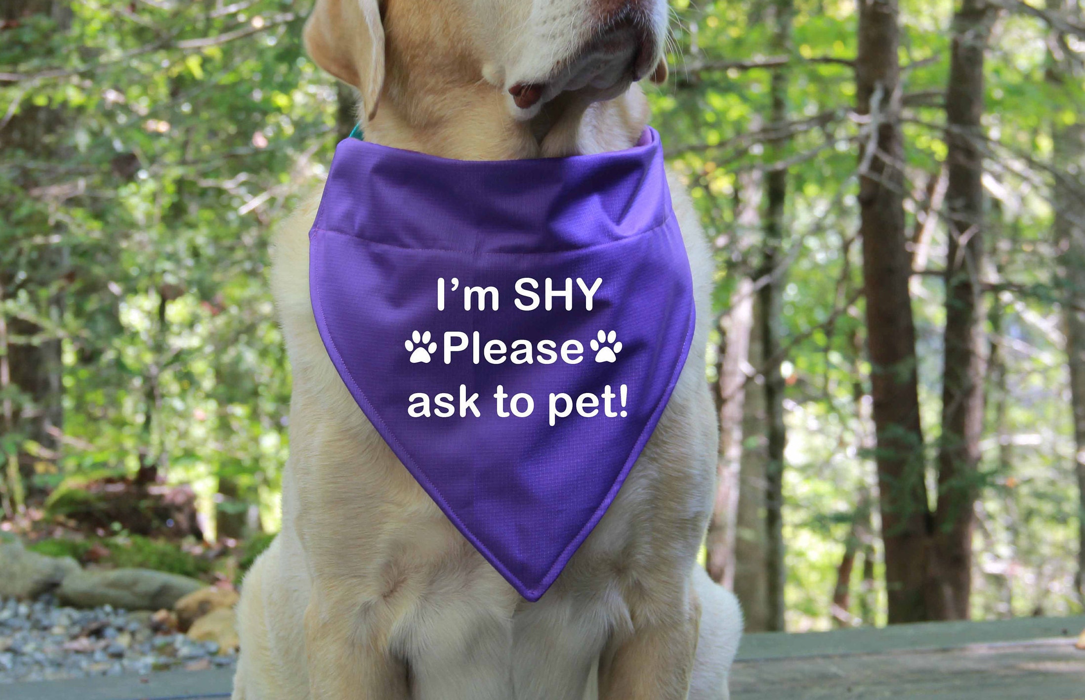 I'm Shy Dog Bandana Over the Collar Bandana Rescue Dog | Etsy
