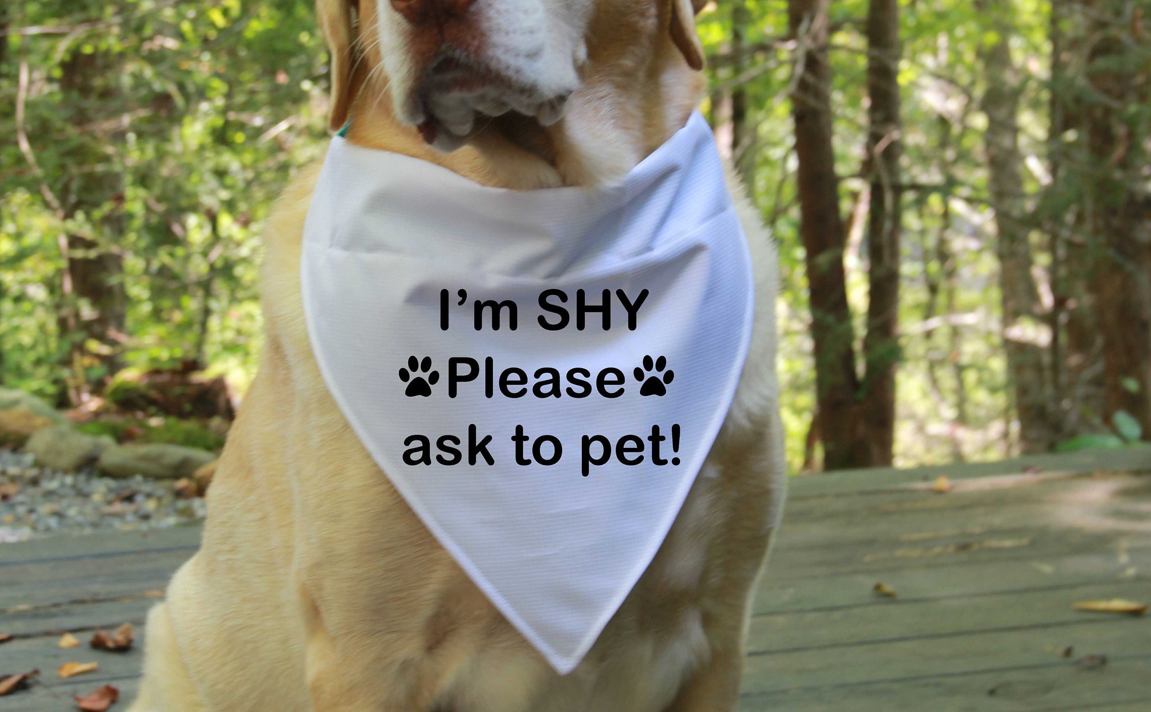I'm Shy Dog Bandana Over the Collar Bandana Rescue Dog | Etsy