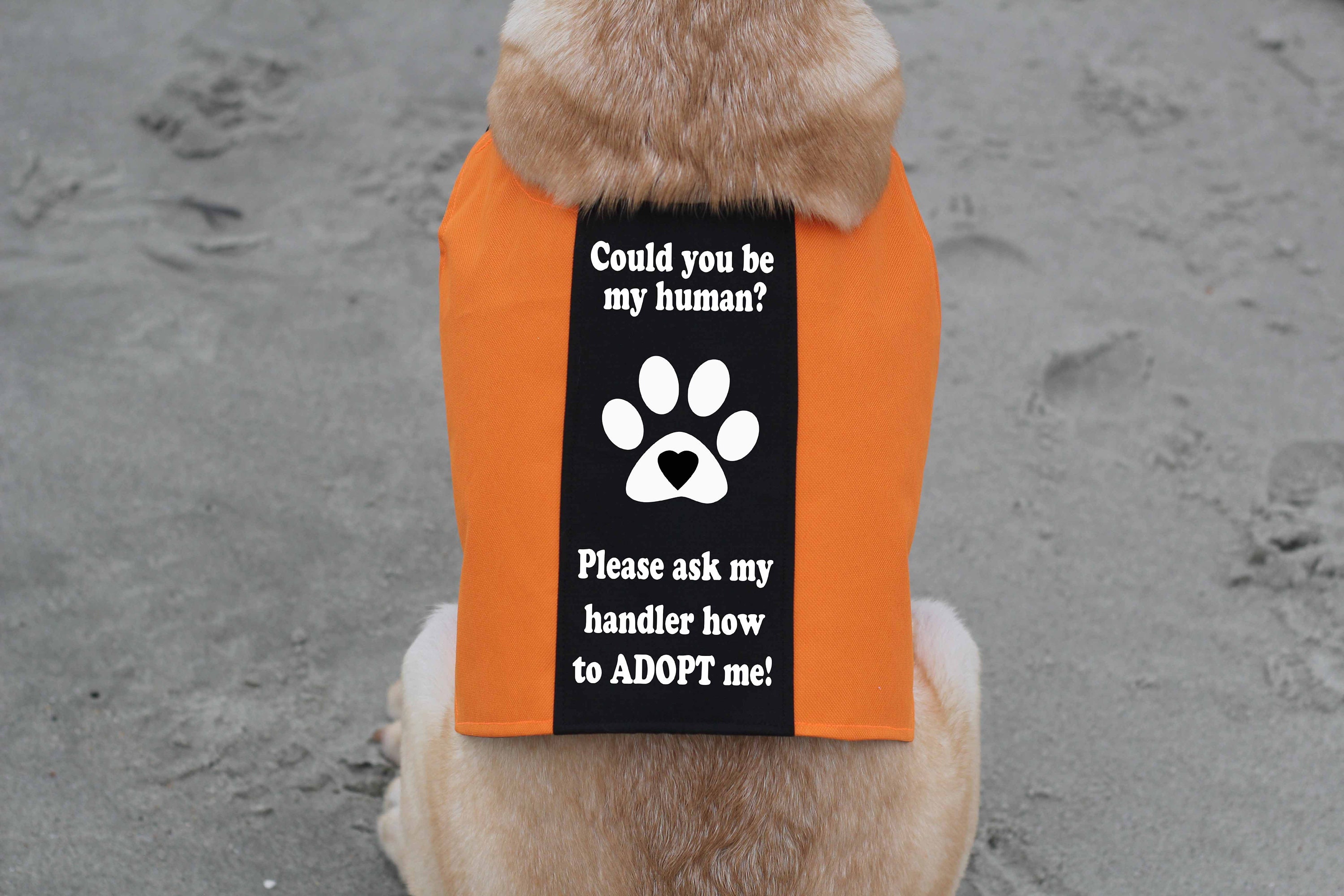 Dog Anxiety Vest Adopt Me Dog Vest Adopt Me Dog Jacket For Foster Dogs ...